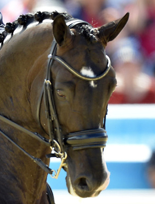 Horses » Home